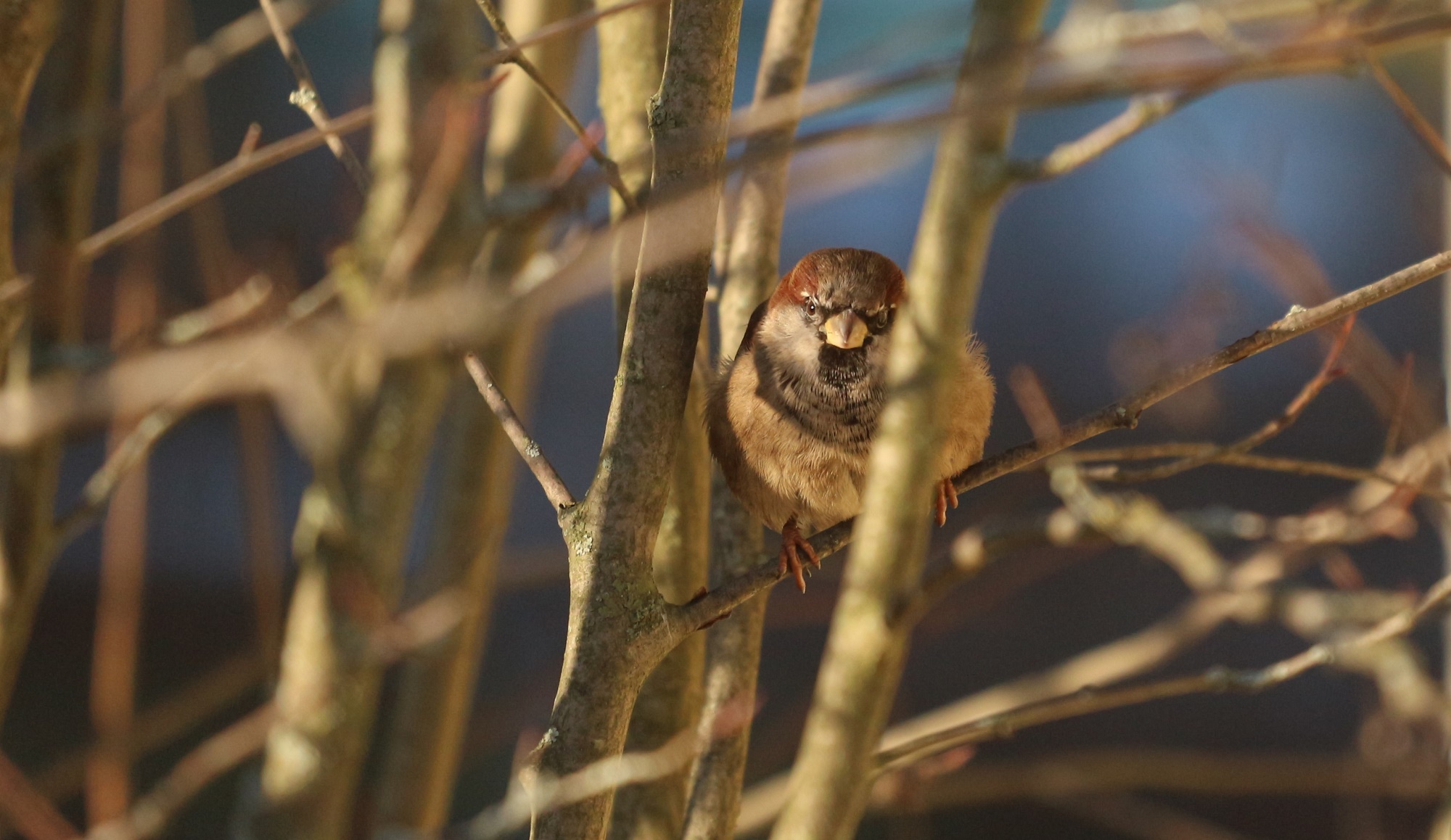 Happy World Sparrow Day on March 20th - Kuopio