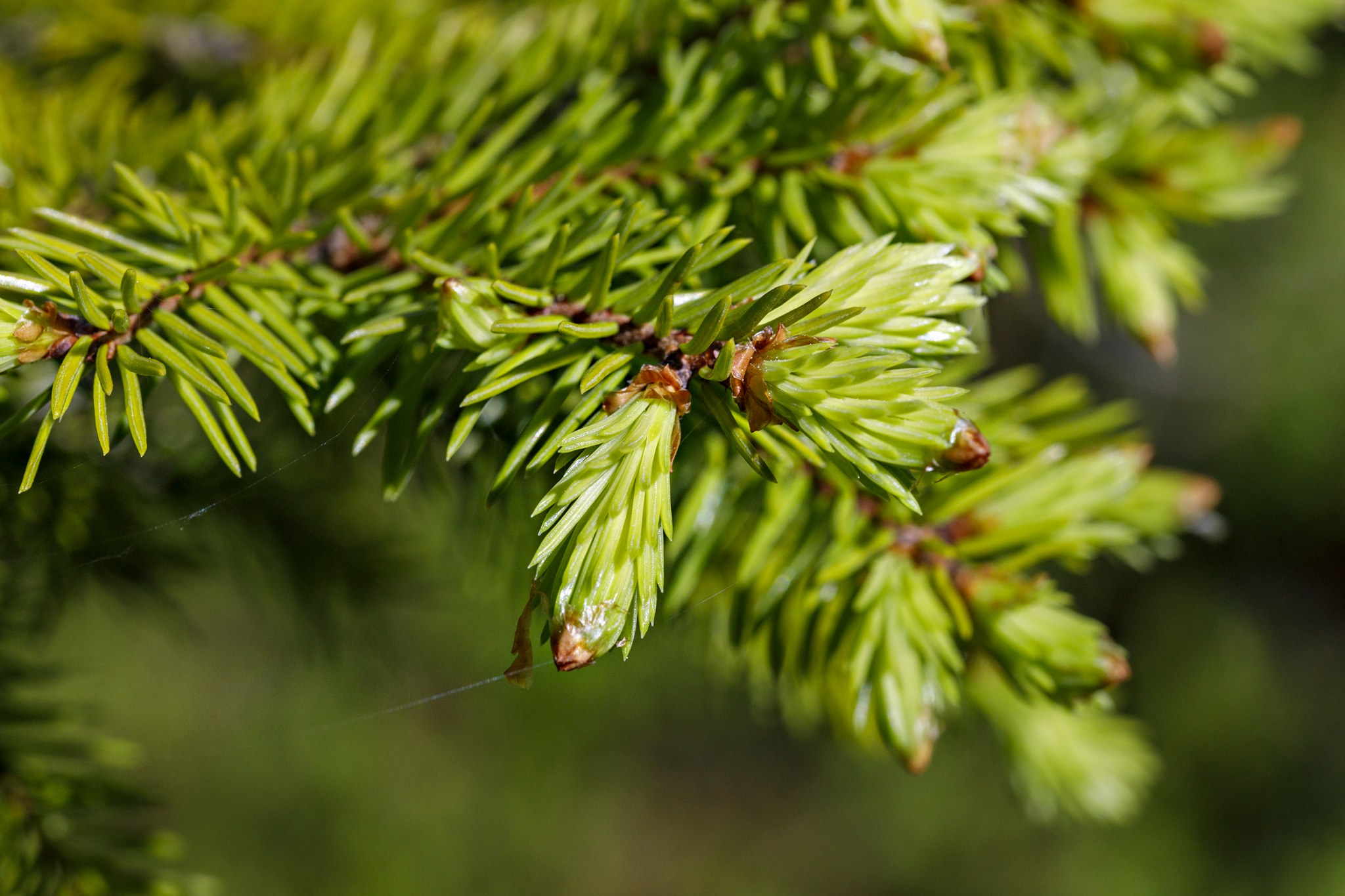 Forest management - Kuopio