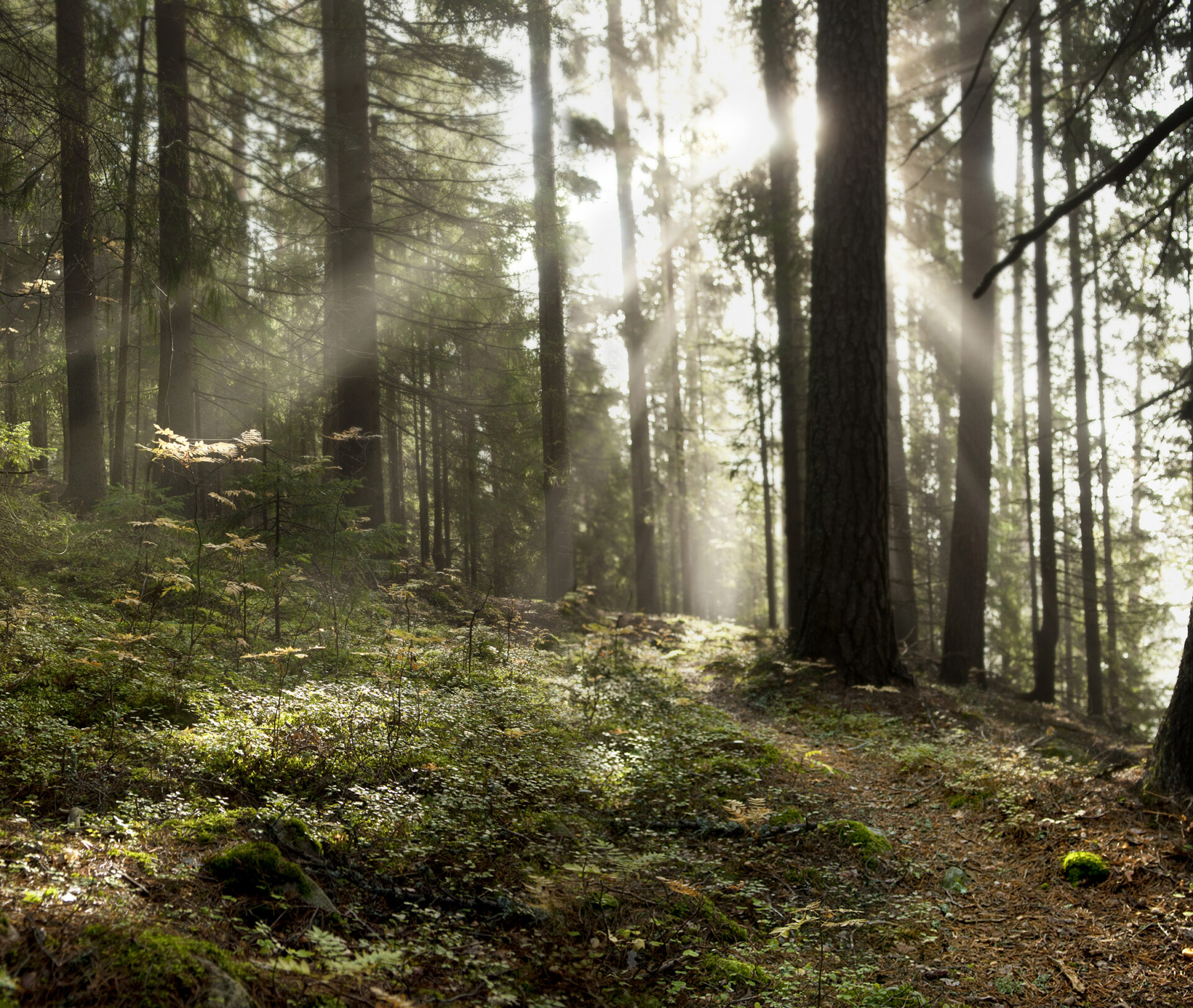 Nature reserves - Kuopio